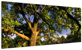 Obraz stromu (100x40cm)