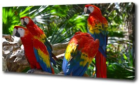 Wallmuralia Foto obraz na plátně Papoušci Ara 100x50