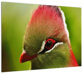 Skleněný obraz barevného ptáka (70x50 cm)