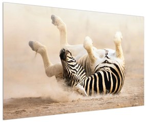 Obraz ležící zebry (120x80 cm)