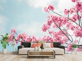 Malvis ® Tapeta Květ třešně Vel. (šířka x výška): 216 x 140 cm