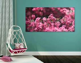Obraz detailní květiny třešně Varianta: 100x50