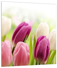 Obraz pučících tulipánů (30x30 cm)