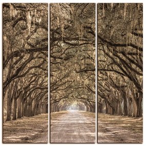 Obraz na plátně - Historické dubové stromy lemované polní cestou - čtverec 3239FB (105x105 cm)