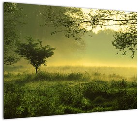 Obraz - Probouzející se les (70x50 cm)