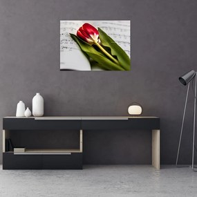 Skleněný obraz červeného tulipánu (70x50 cm)