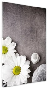 Wallmuralia Vertikální Foto-obraz fotografie na skle Gerbera 50x100