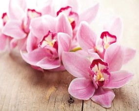 Orchidej 12 - 40 x 50 cm
