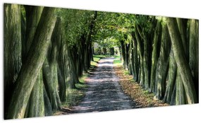 Údolí stromů, obrazy (100x40cm)