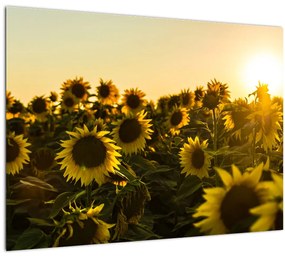 Obraz slunečnicového pole (70x50 cm)
