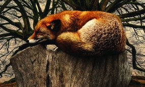 Malvis ® Obraz - Spící liška Velikost: 60x40 cm