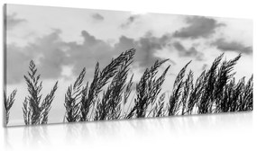 Obraz tráva v černobílém provedení - 100x50 cm