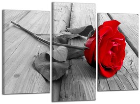 Obraz na plátně Rudá růže 1113CX