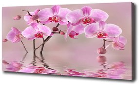 Wallmuralia Foto obraz tištěný na plátně Růžová orchidej 100x50
