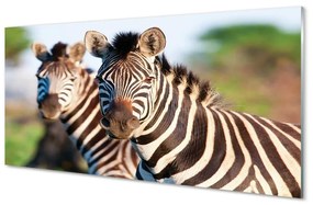 Obraz na skle zebra 100x50 cm