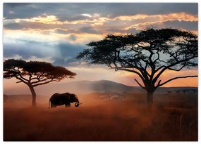 Skleněný obraz - Národní park Serengeti, Tanzánie, Afrika (70x50 cm)