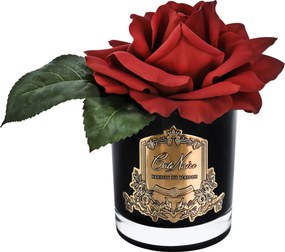 Côte Noire Parfémovaná růže French Rose Carmine Red
