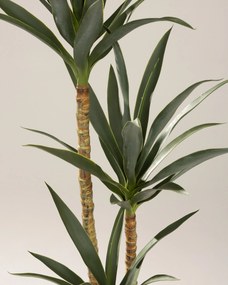 Juka v květináči 160 cm