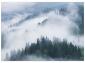 Obraz - Stromy v mlze (70x50 cm)