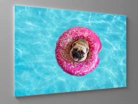 Liox Obraz pejsek mops v bazénu Rozměr: 150 x 100 cm
