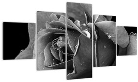 Obraz růže - černobíla (125x70 cm)