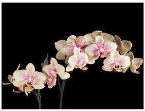 Fototapeta - Blooming orchid