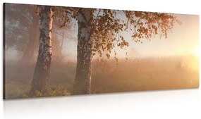 Obraz mlhavý podzimní les Varianta: 120x60