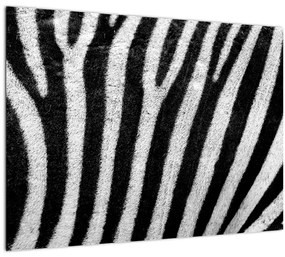 Obraz kůže zebry (70x50 cm)