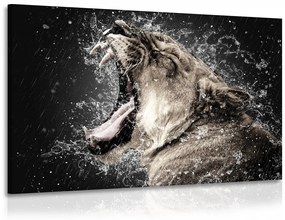 Malvis ® Obraz lvice s vodou Velikost (šířka x výška): 60x40 cm