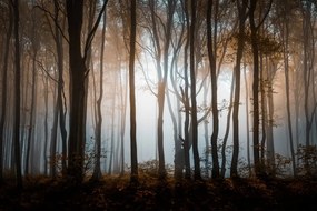 Fototapeta Lesní Stromy Samolepící tapety 460x300