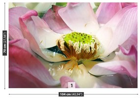 Fototapeta Lotosový květ 104x70