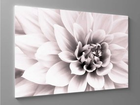 Liox Obraz bílá květina jiřina Rozměr: 100 x 65 cm