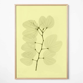 Fine Little Day Autorský plakát Orkidebauhinia 70 × 100 cm, žlutá barva, papír
