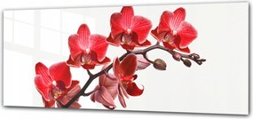 Skleněný obraz 125x50 grafika za sklem orchidej