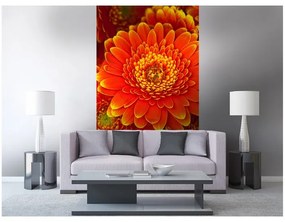 DIMEX | Vliesová fototapeta na zeď Gerbera MS-2-0131  | 150 x 250 cm | červená, žlutá