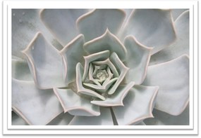 Bondecor Obraz v rámu "Succulent 2" 73x53cm