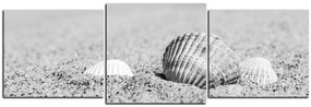 Obraz na plátně - Moře a mušle - panoráma 5126QD (150x50 cm)