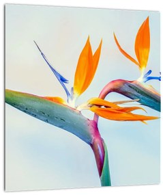 Obraz květu Strelície (30x30 cm)
