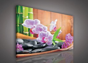Postershop Obraz na plátně: Orchidej (1) - 80x60 cm