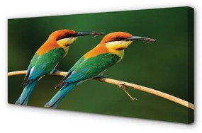 Obrazy na plátně Barevné papoušek na větvi 140x70 cm