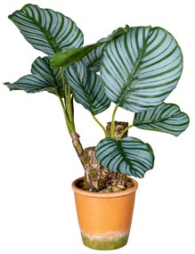 Gasper Umělá rostlina Kalátea, 45 cm