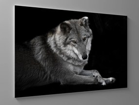 Liox Černobílý obraz vlk Rozměr: 120 x 80 cm