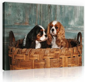 Obraz 100x75 Štěňata Cavalier King Charles Spaniel košík sladký portrét
