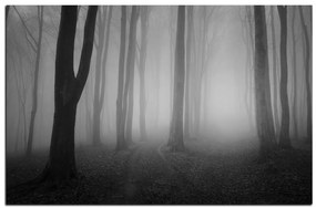 Obraz na plátně - Mlha v lese 1182QA (90x60 cm  )