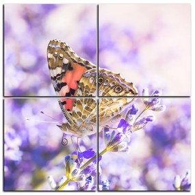 Obraz na plátně - Motýl na levandule - čtverec 3221E (60x60 cm)