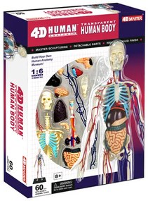 4D Master - Anatomie člověka - Transparentní tělo 33 cm