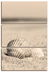 Obraz na plátně - Moře a mušle - obdélník 7126FB (90x60 cm  )