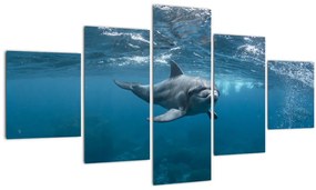 Obraz - Delfín pod hladinou (125x70 cm)