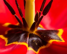 Malvis ® Vícedílný obraz - Červený tulipán Velikost: 120x80 cm