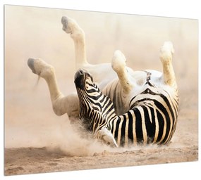 Obraz ležící zebry (70x50 cm)